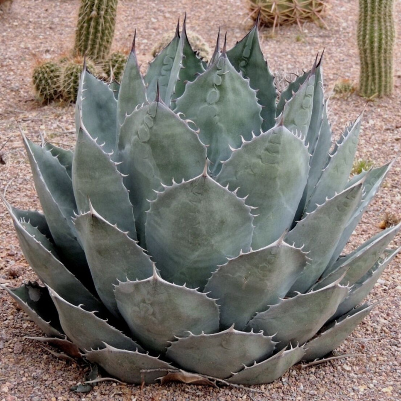 Cabbage Head Agave: Blue-Grey Leaves with Pronounced Teeth