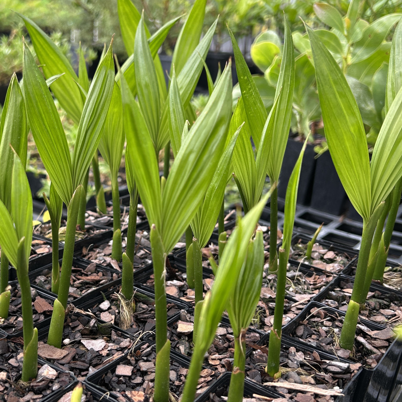 Areca Catechu Palm - Betel Nut Plant for Stimulant Use