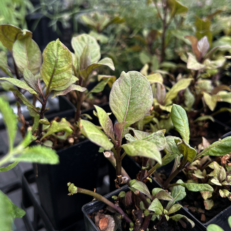 Deadly Nightshade: Atropa Belladonna Plant Overview