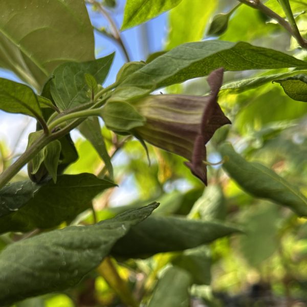 Deadly Nightshade: Atropa Belladonna Plant Overview