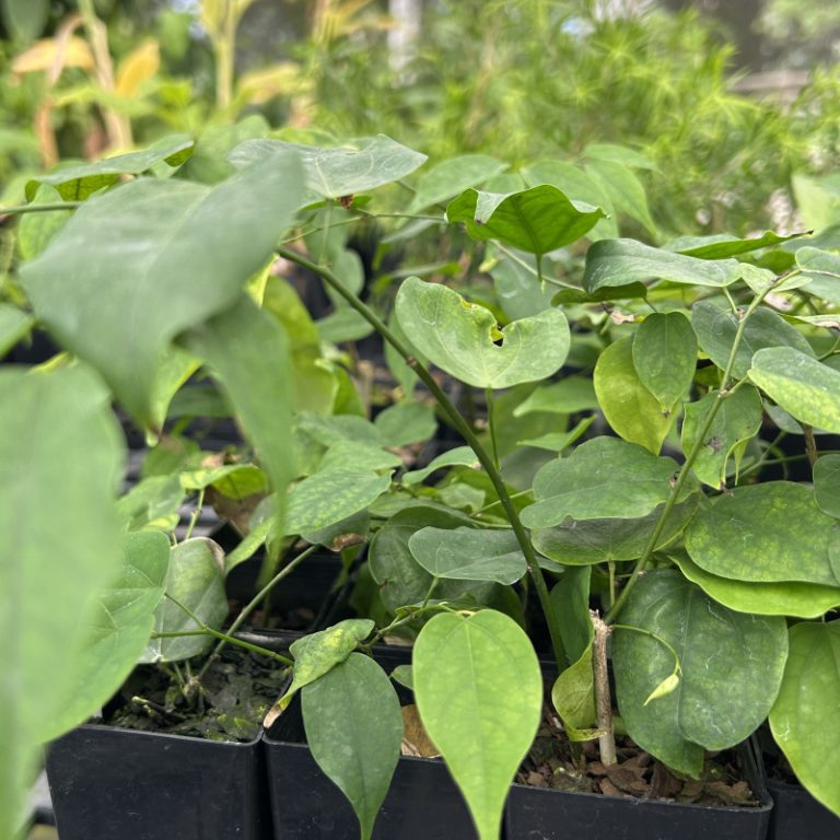 Griffonia Simplicifolia Seeds: Therapeutic Benefits Revealed