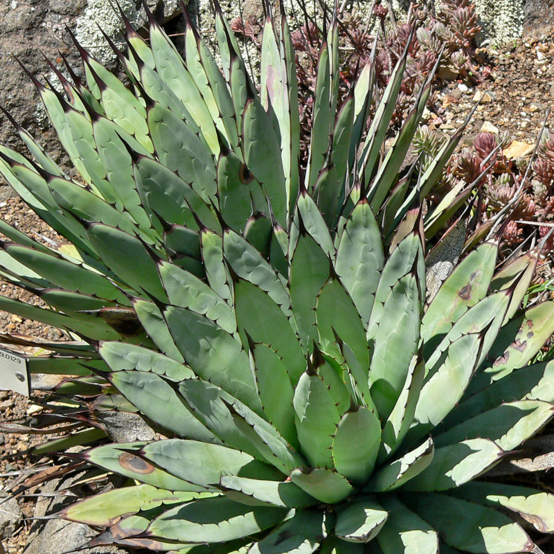 Agave Macroacantha with Dark Spines for Collectors