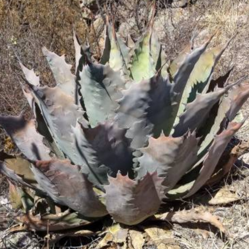 Agave Potatorum 'Purple Haze': Vibrant Color and Shape