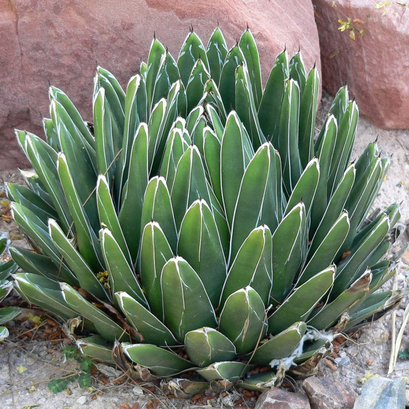 Agave Victoriae-Reginae - Queen Victoria Agave Plant