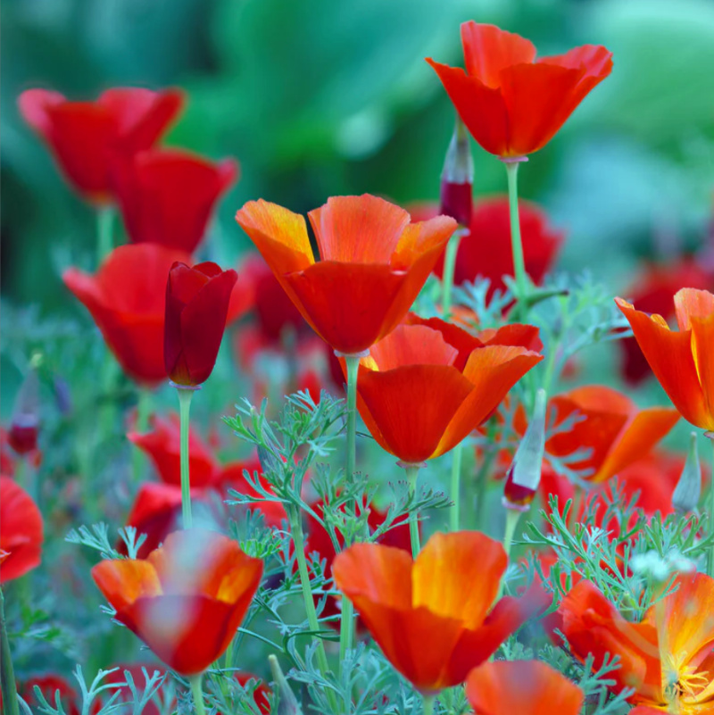 California Poppy 'Red Chief' – Vibrant Garden Blooms | Shaman Australis ...