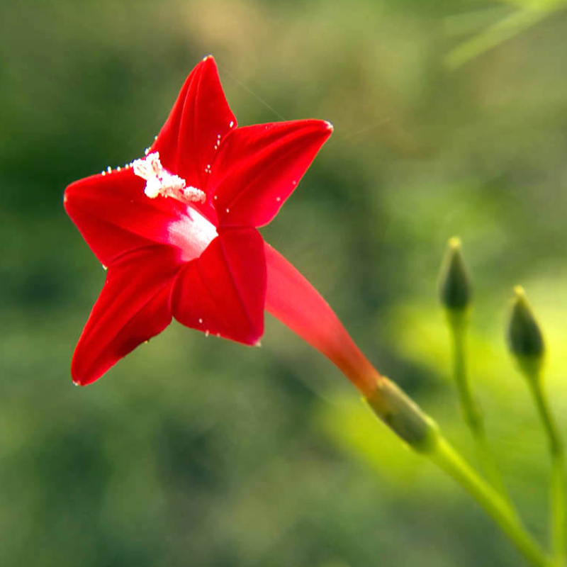 Cardinal Climber Red: Vibrant Annual Vine Blooms