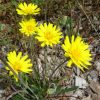 Microseris walteri Murnong - Sweet Tuberous Roots Plant | Shaman ...
