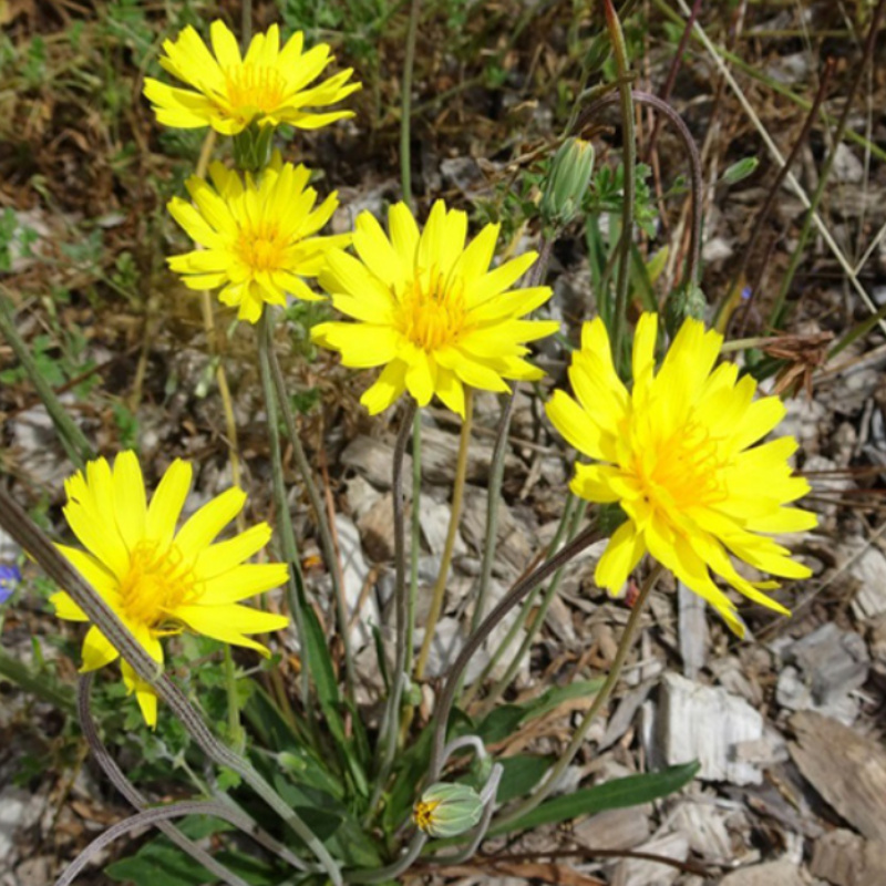Microseris walteri Murnong - Sweet Tuberous Roots Plant | Shaman ...