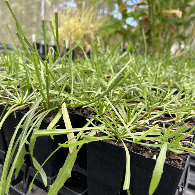 Microseris walteri Murnong - Sweet Tuberous Roots Plant | Shaman ...