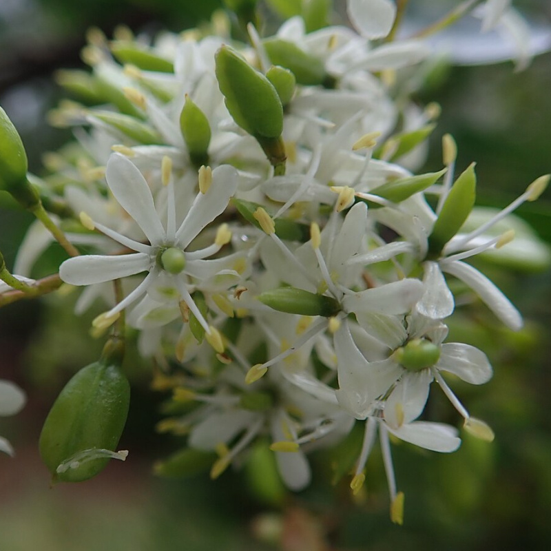 Bursaria Spinosa: Discover This Unique Australian Plant