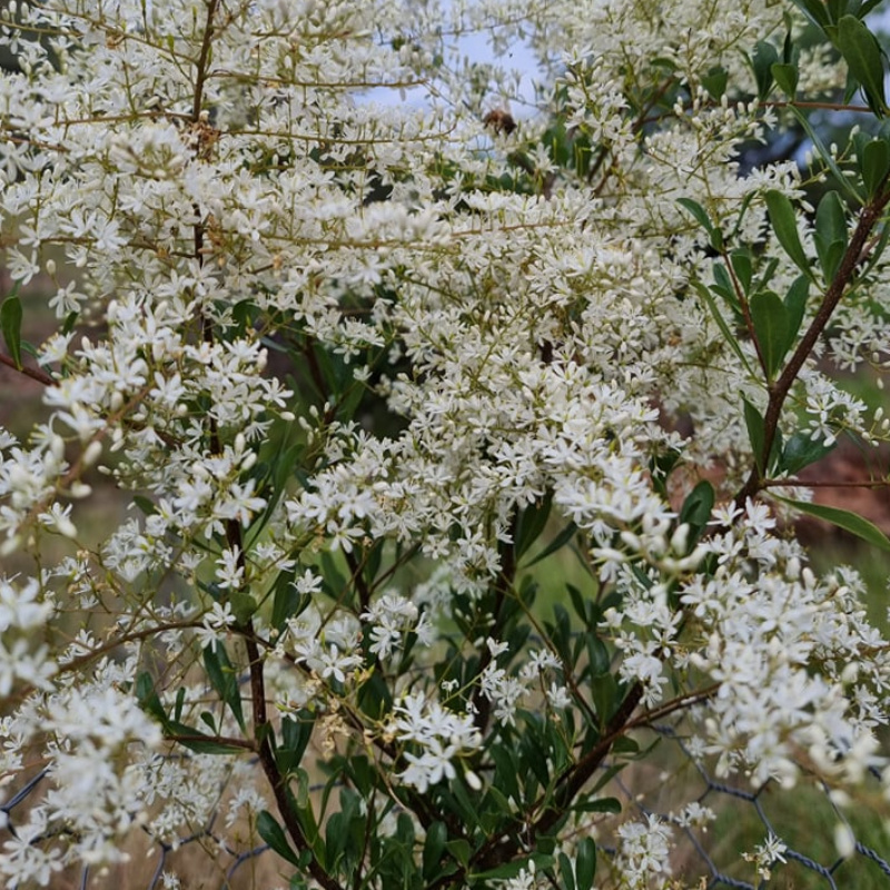 Bursaria Spinosa: Discover This Unique Australian Plant