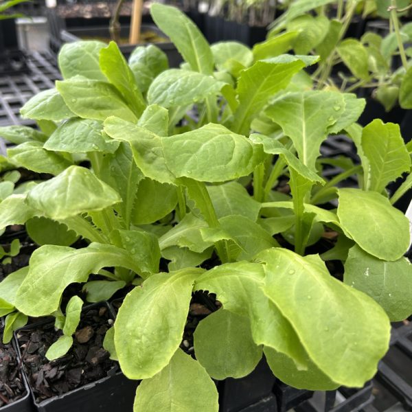 Lactuca virosa Plant: Unique Addition To Your Garden